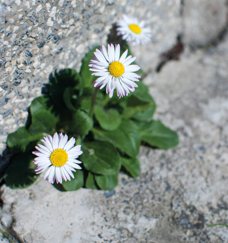 Resilienztraining für Teams im Umkreis Mannheim, Heidelberg